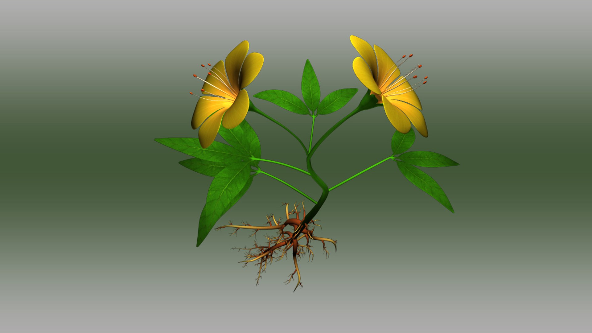 3d Allogamy Autogamy Model