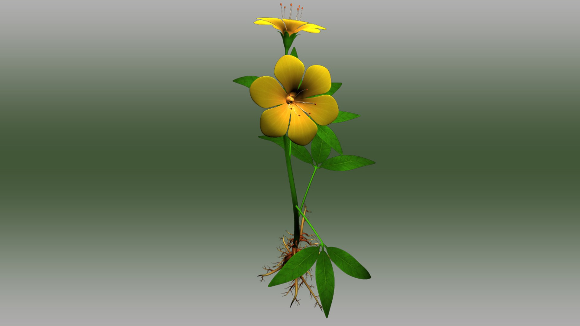 3d Allogamy Autogamy Model