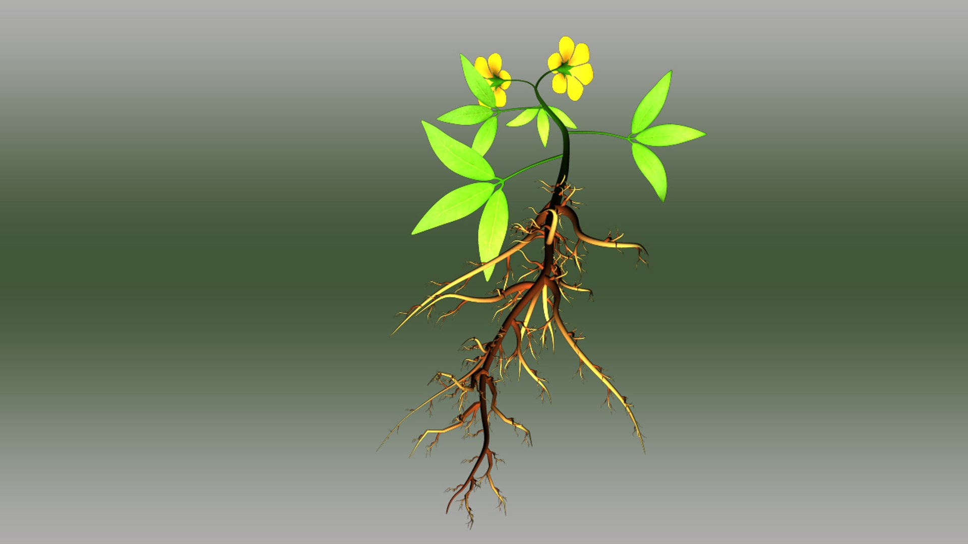 3d Allogamy Autogamy Model