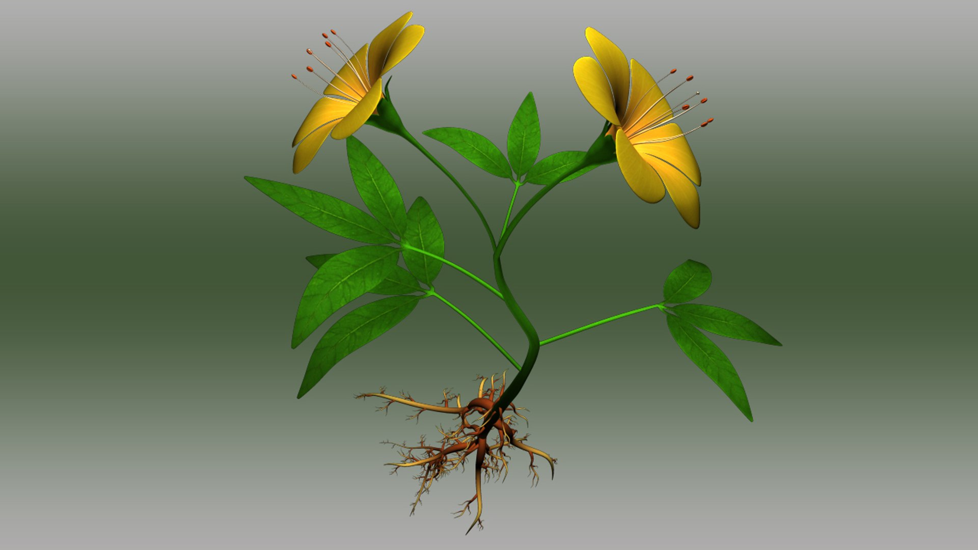 3d Allogamy Autogamy Model