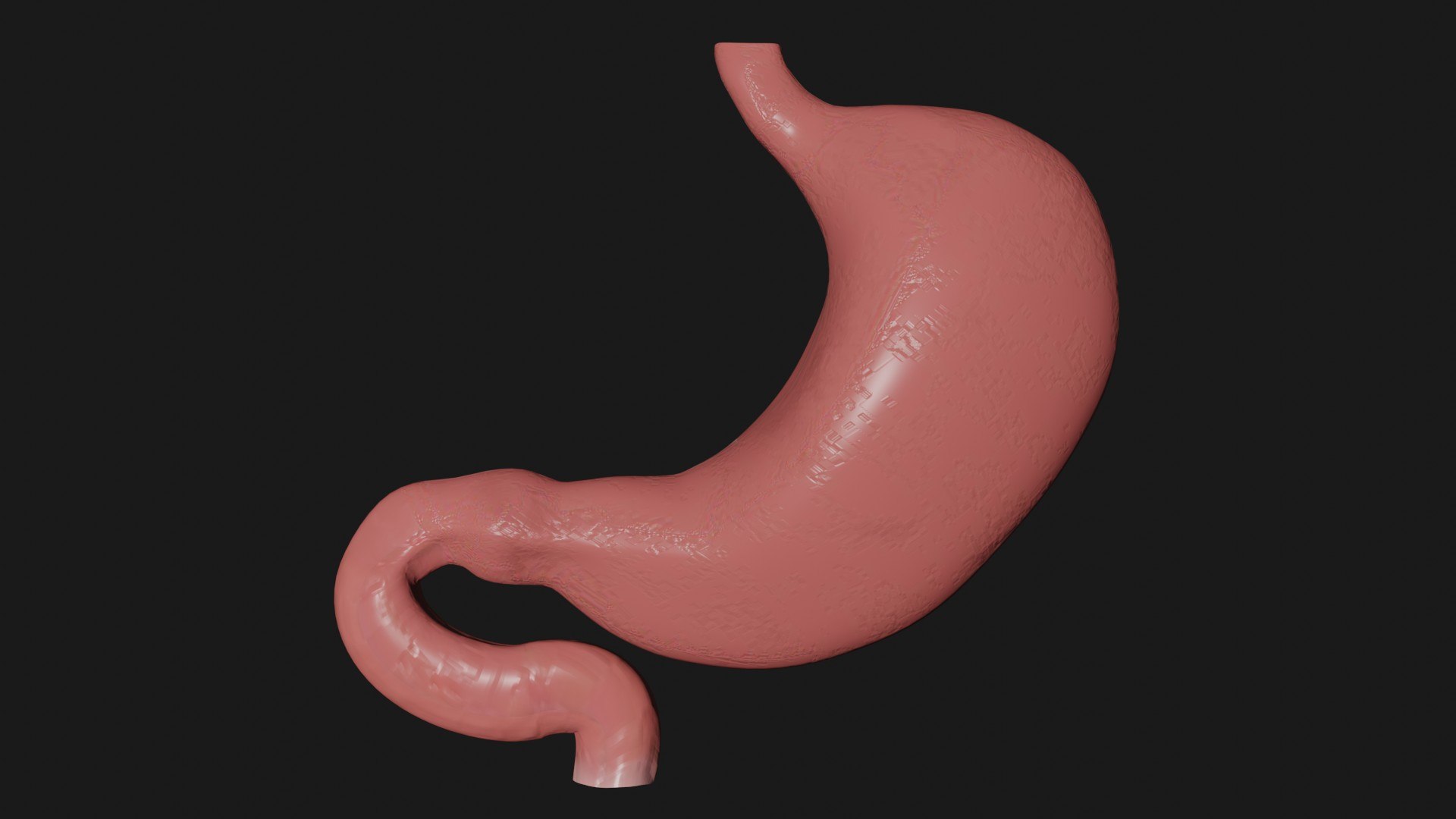 3D Stomach Science Organ Model - TurboSquid 1673985