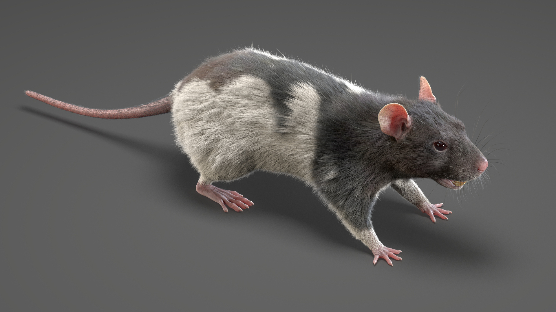 3D model rat rigged fur animations - TurboSquid 1503571