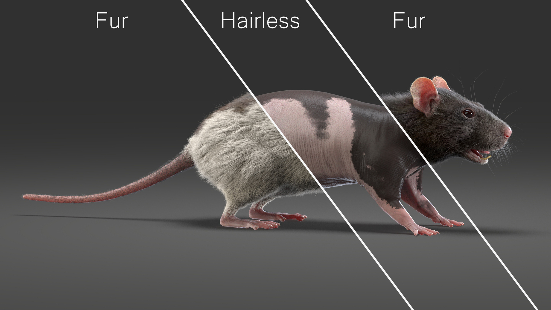 3D model rat rigged fur animations - TurboSquid 1503571