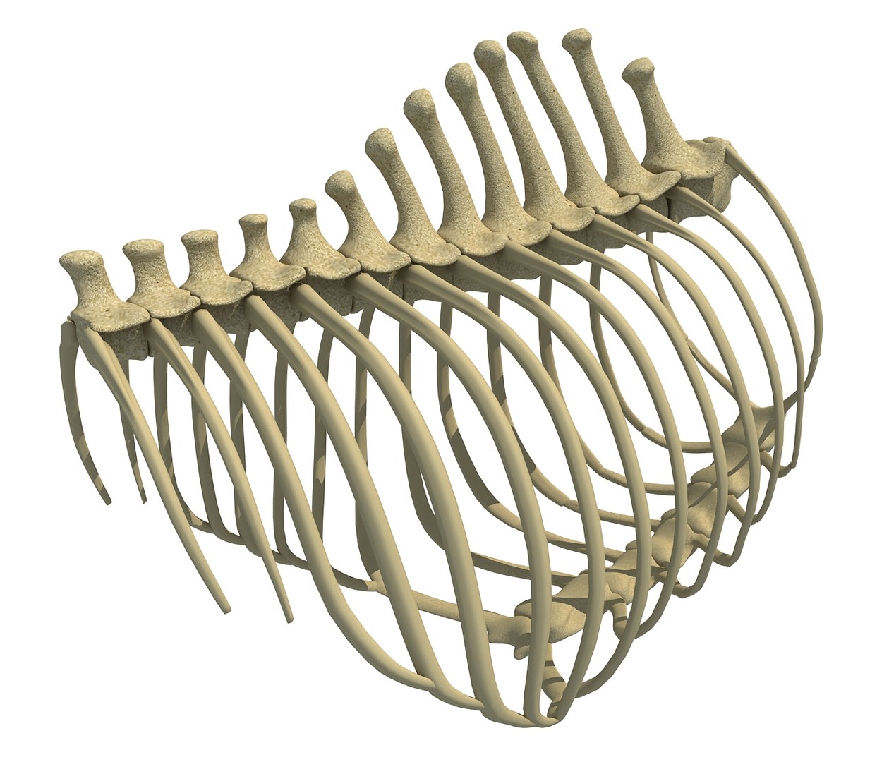 Animal Rib Cage 3D Model - TurboSquid 1177951