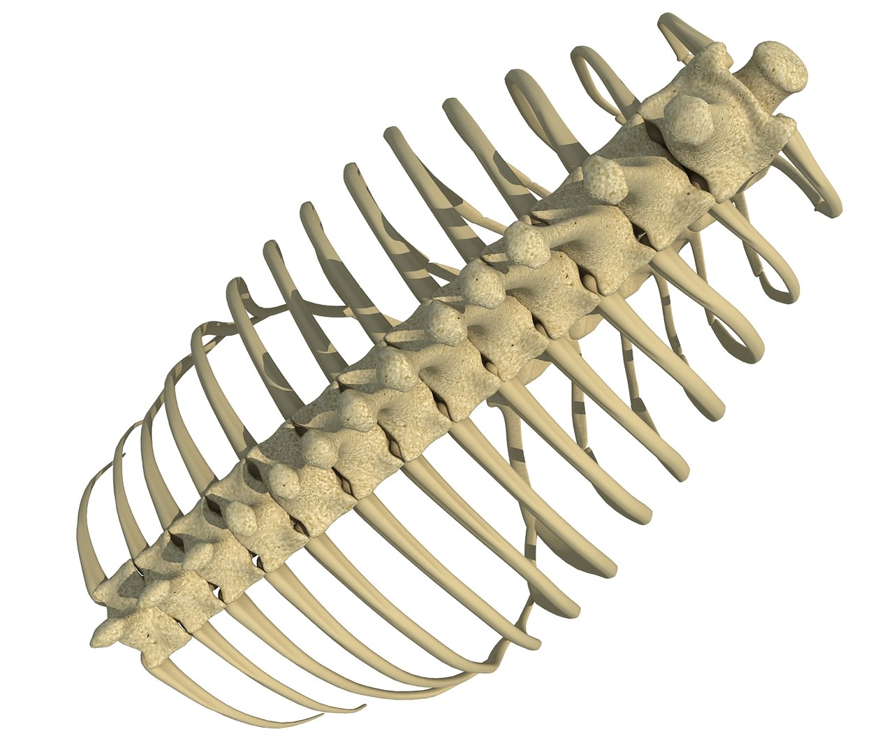 Animal Rib Cage 3D Model - TurboSquid 1177951