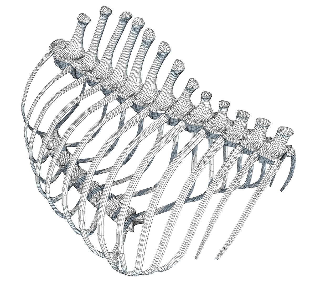 Animal Rib Cage 3D Model - TurboSquid 1177951