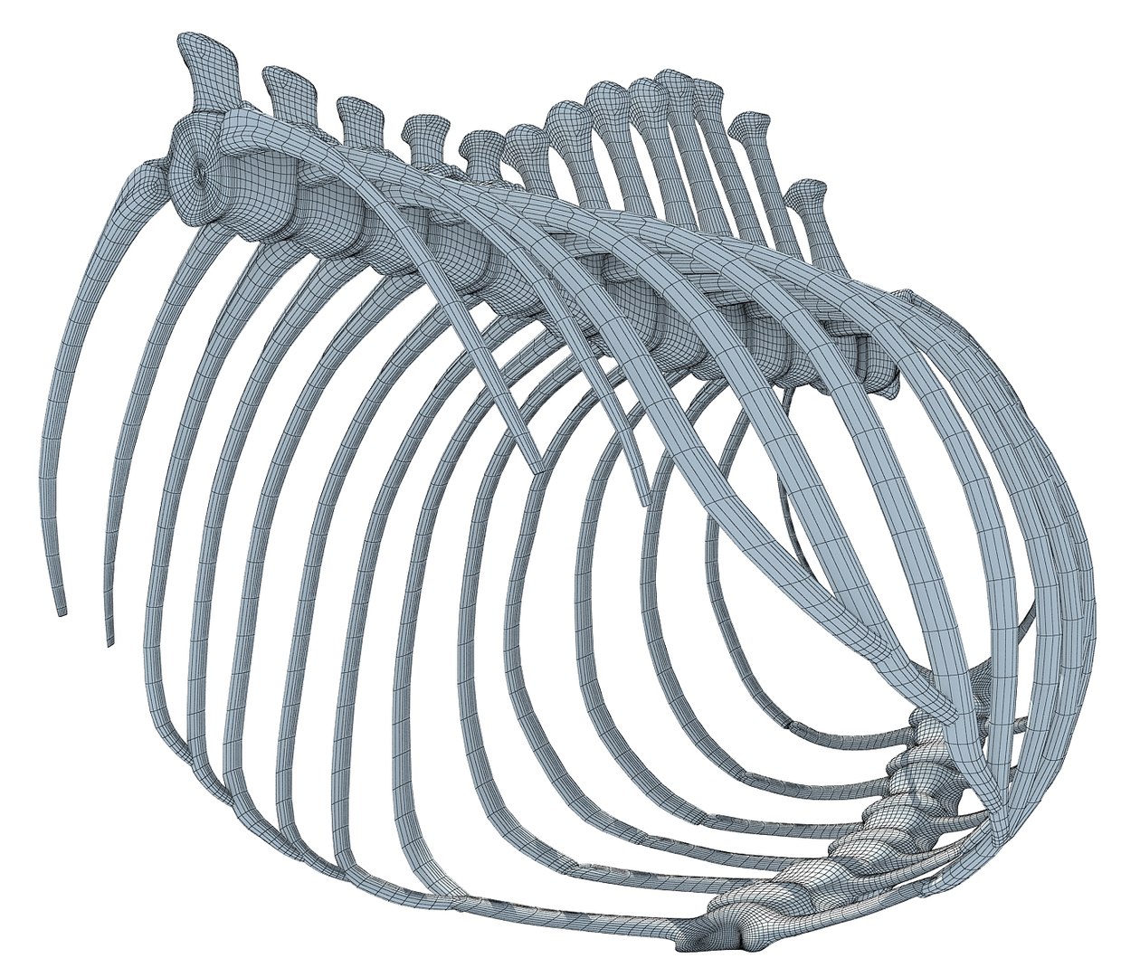 Animal Rib Cage 3D Model - TurboSquid 1177951