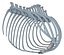 Animal Rib Cage 3D Model - TurboSquid 1177951