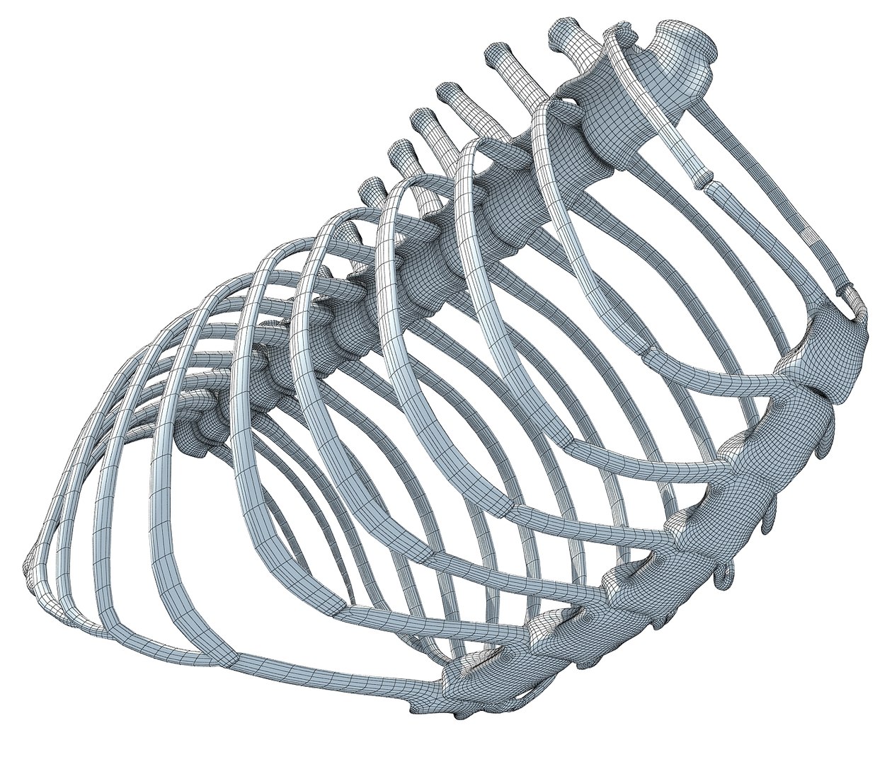 Animal Rib Cage 3D Model - TurboSquid 1177951