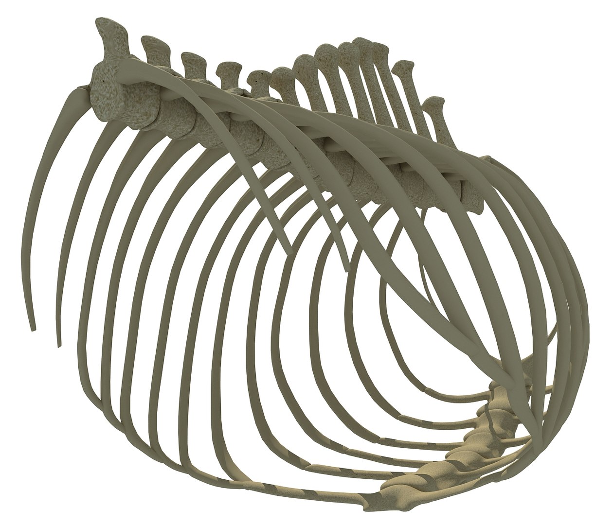 Animal Rib Cage 3D Model - TurboSquid 1177951