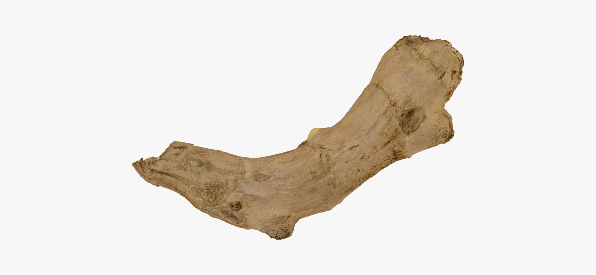 3D Ginger Roots Collection 02 - 3 models RAW Scans - TurboSquid 1836368