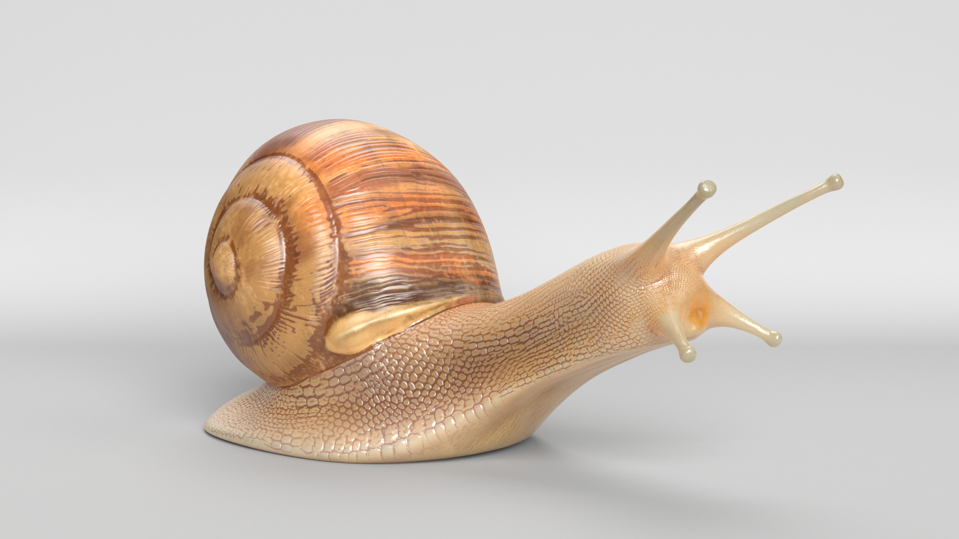 Bugs Insects Snail 3D - TurboSquid 1677806