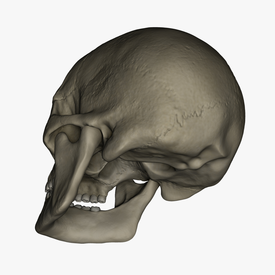 3ds caucasoid male skull zbrush