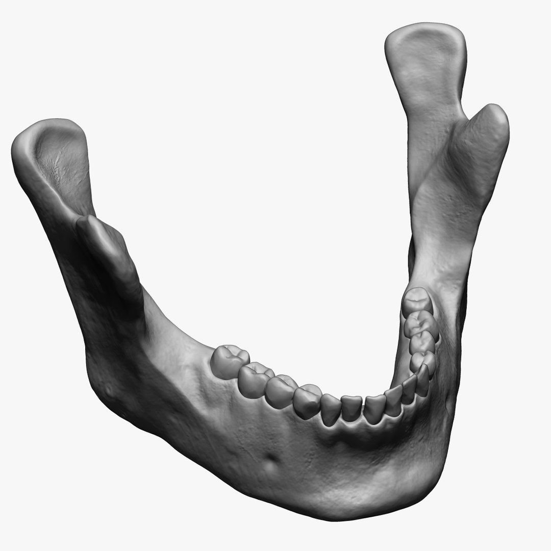 3ds Caucasoid Male Skull Zbrush