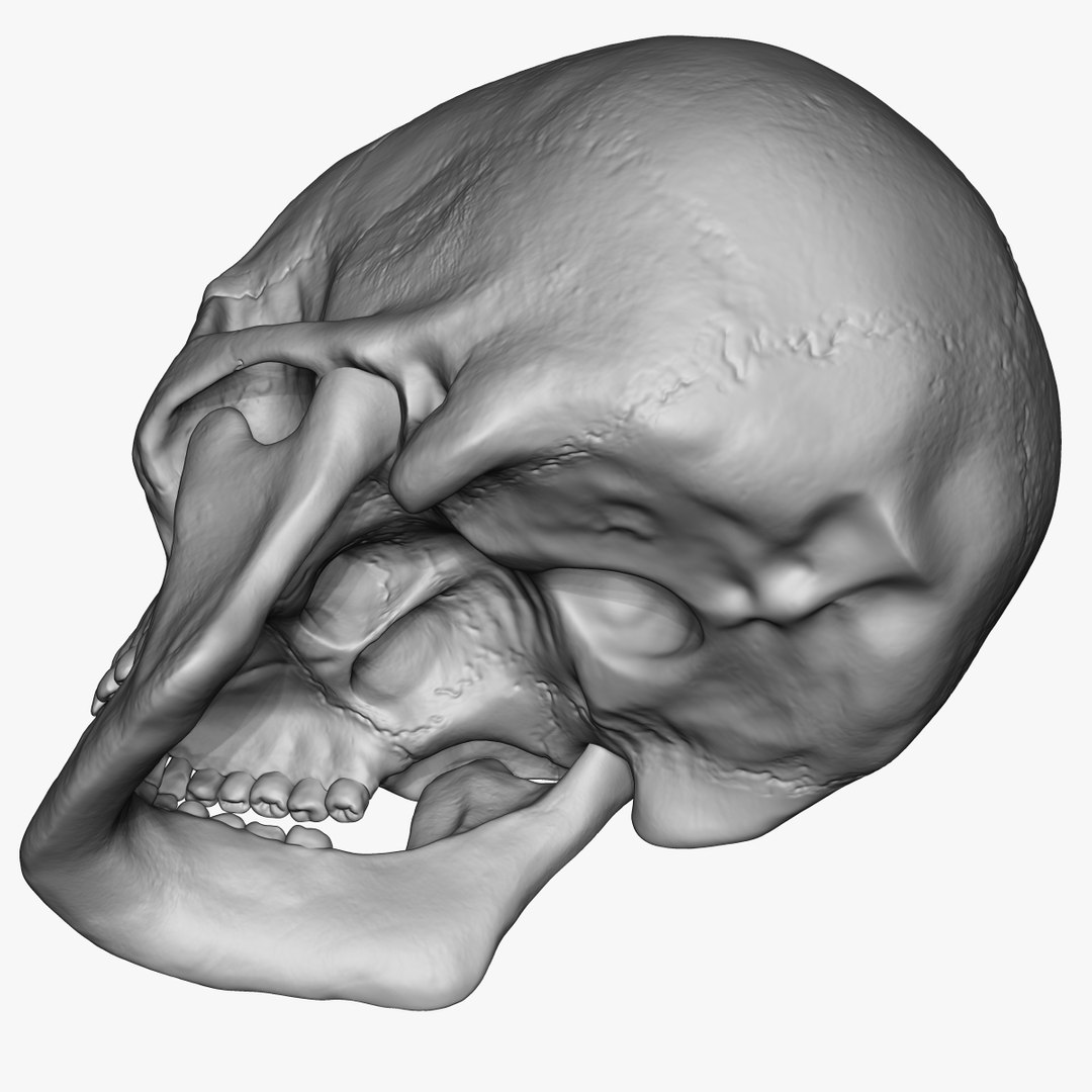 3ds Caucasoid Male Skull Zbrush
