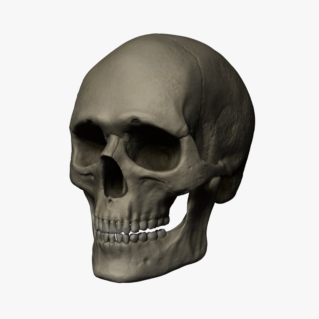 3ds Caucasoid Male Skull Zbrush