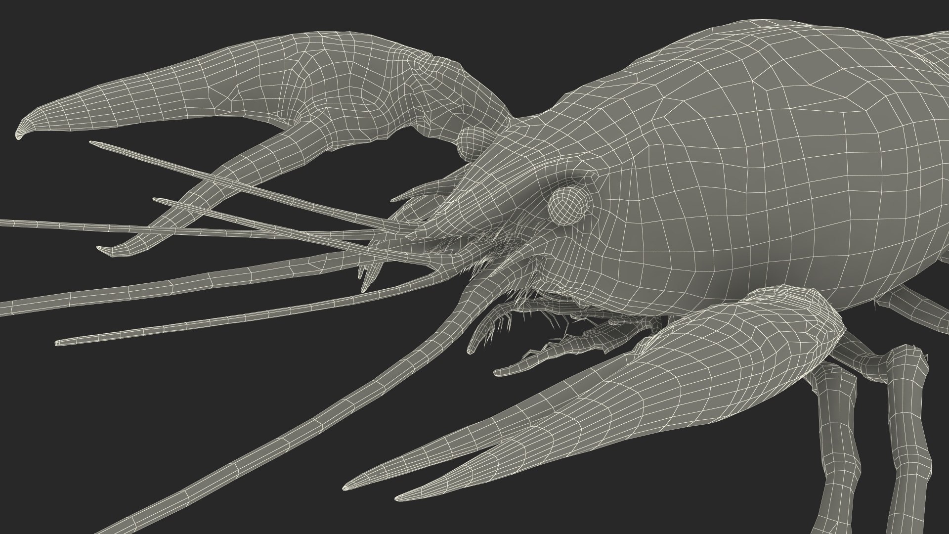 Crayfish Grey 3D model - TurboSquid 2163481