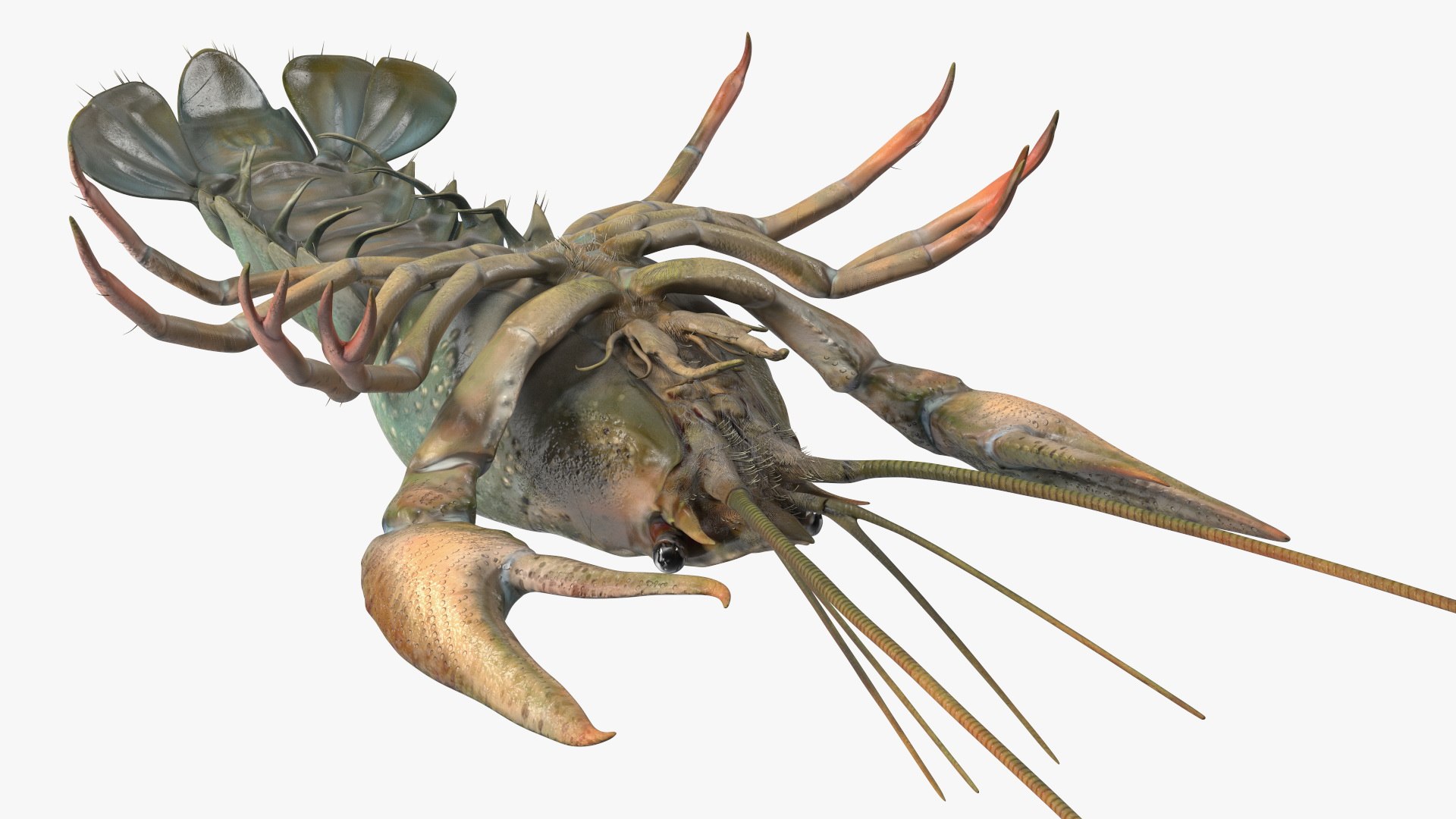 Crayfish Grey 3D model - TurboSquid 2163481