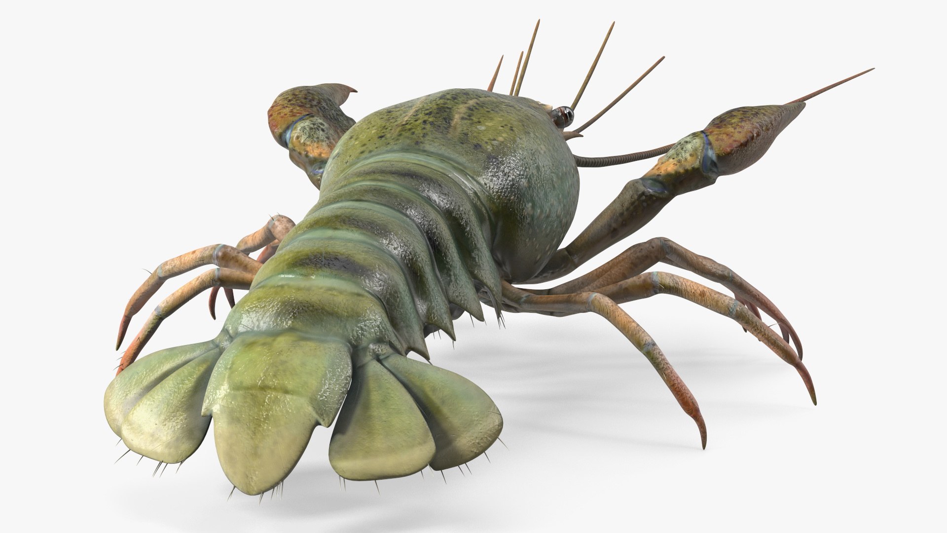 Crayfish Grey 3D model - TurboSquid 2163481
