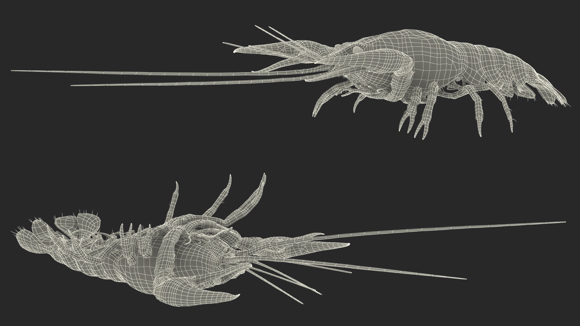 Crayfish Grey 3D model - TurboSquid 2163481