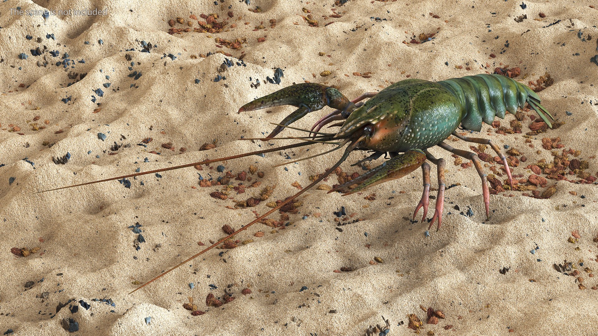 Crayfish Grey 3D model - TurboSquid 2163481