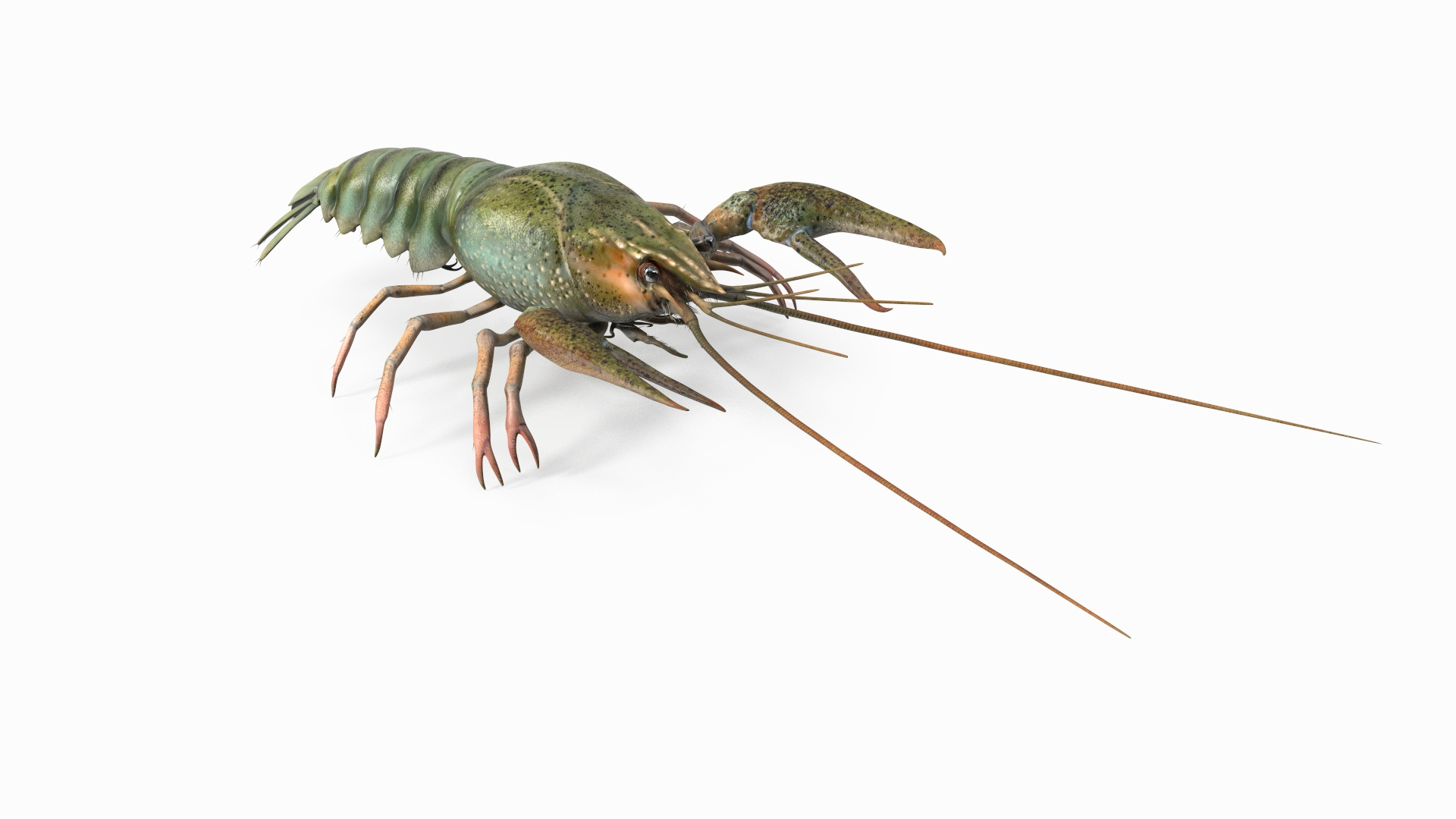 Crayfish Grey 3D model - TurboSquid 2163481