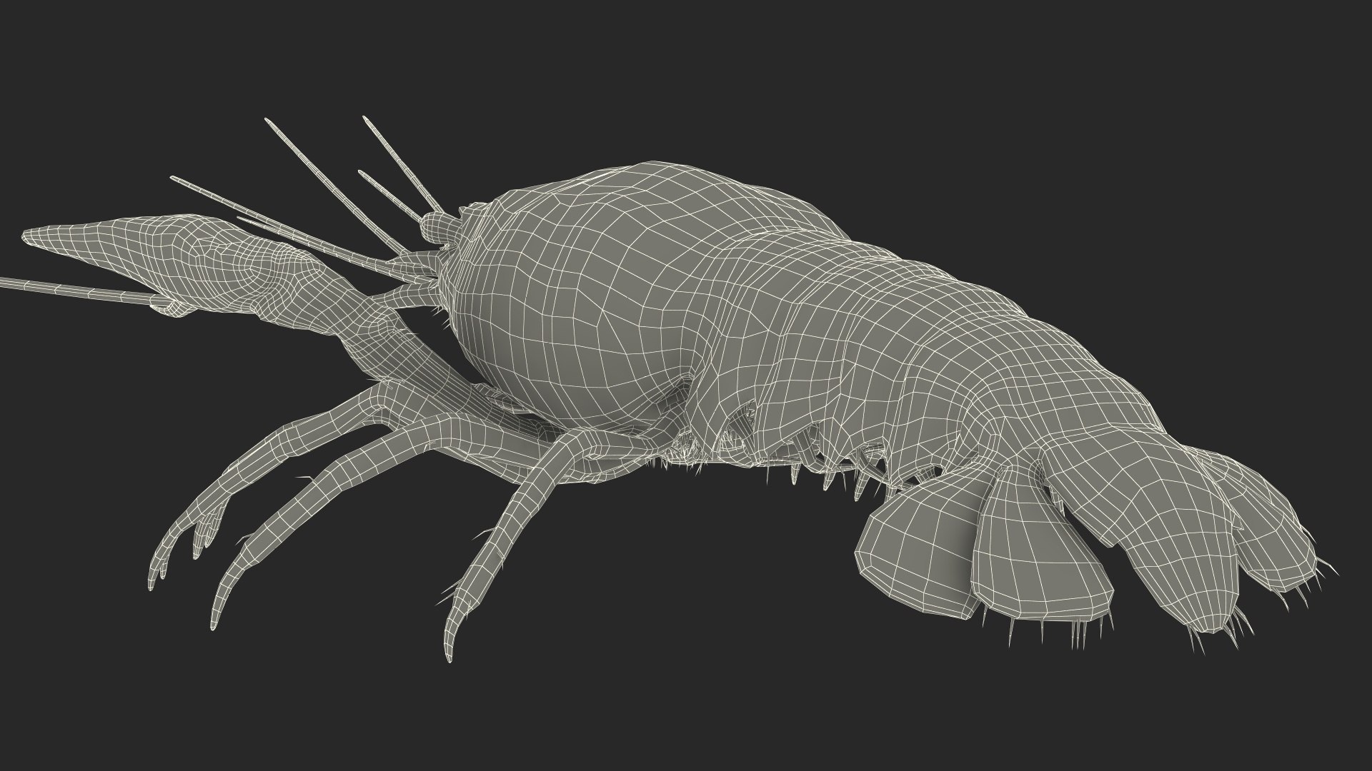 Crayfish Grey 3D model - TurboSquid 2163481