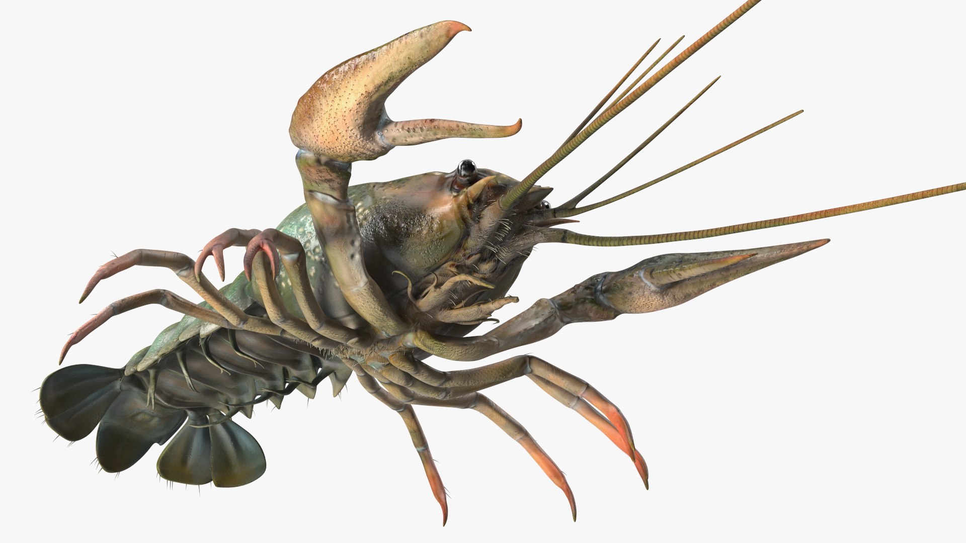 Crayfish Grey 3D model - TurboSquid 2163481