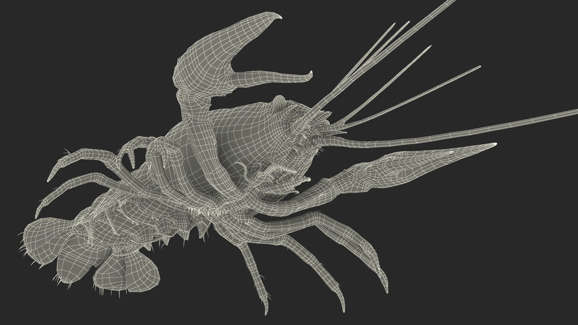 Crayfish Grey 3D model - TurboSquid 2163481