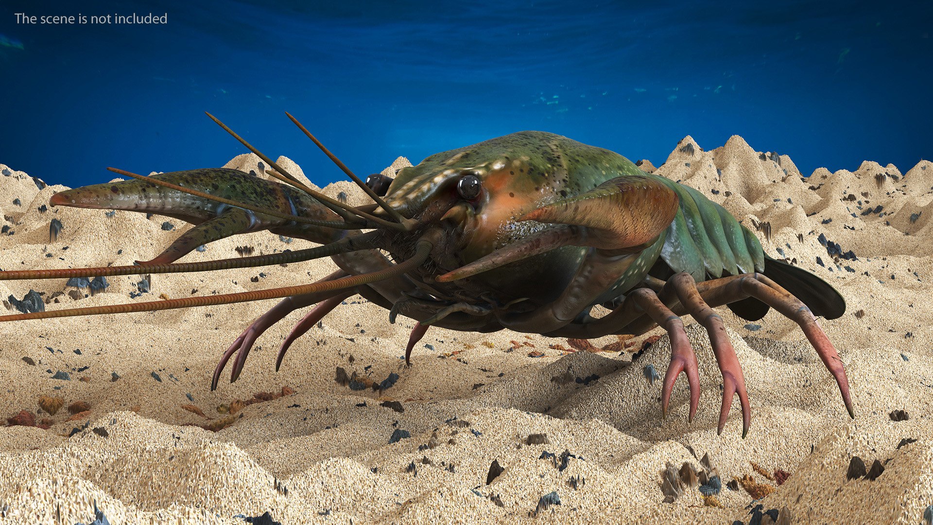 Crayfish Grey 3D model - TurboSquid 2163481