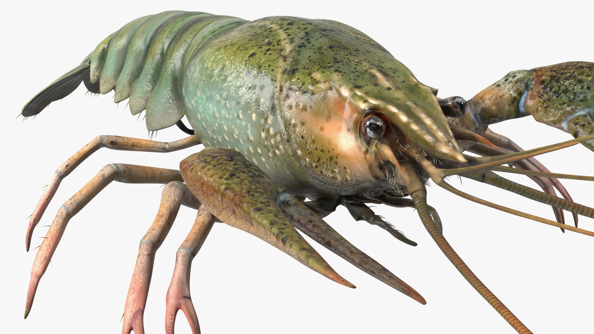 Crayfish Grey 3D model - TurboSquid 2163481
