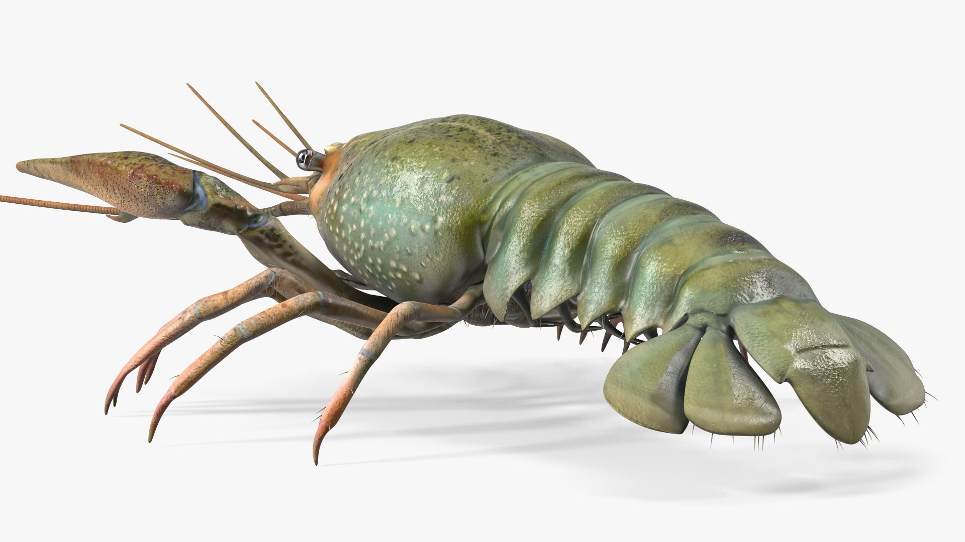 Crayfish Grey 3D model - TurboSquid 2163481