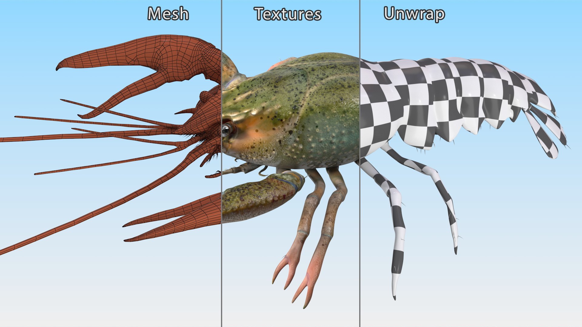 Crayfish Grey 3D model - TurboSquid 2163481