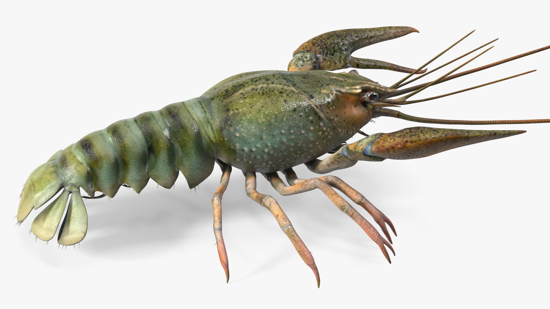 Crayfish Grey 3D model - TurboSquid 2163481