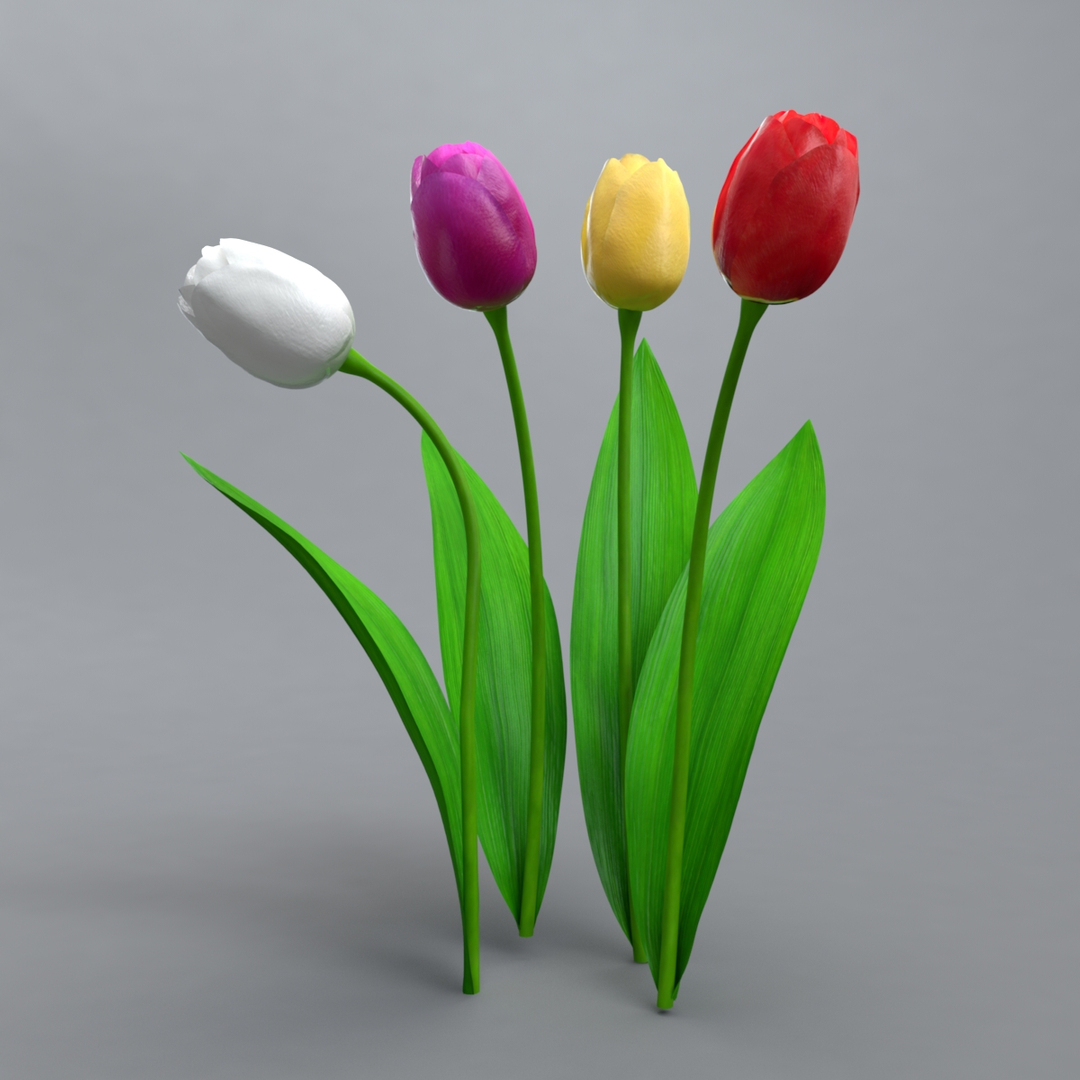 Tulip realistic 3D - TurboSquid 1255076