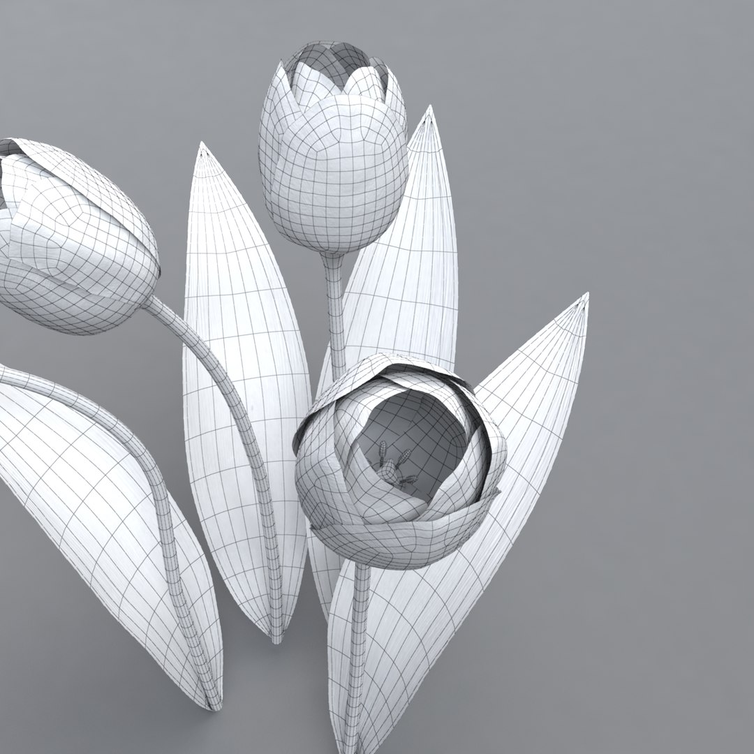 Tulip realistic 3D - TurboSquid 1255076