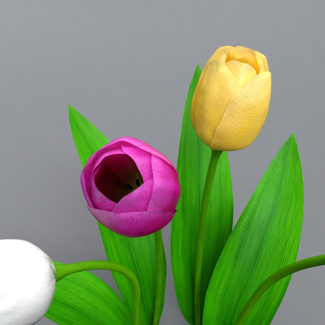 Tulip realistic 3D - TurboSquid 1255076