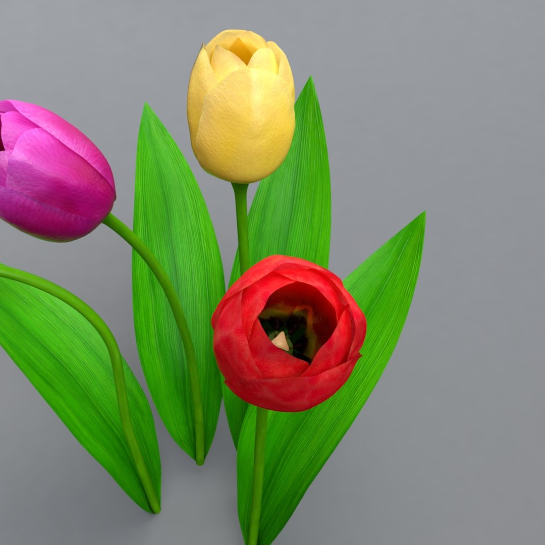 Tulip realistic 3D - TurboSquid 1255076
