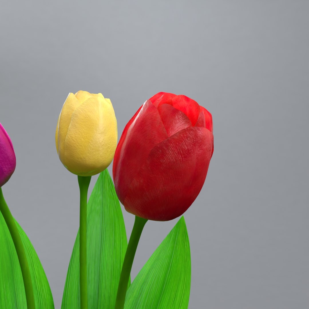 Tulip realistic 3D - TurboSquid 1255076