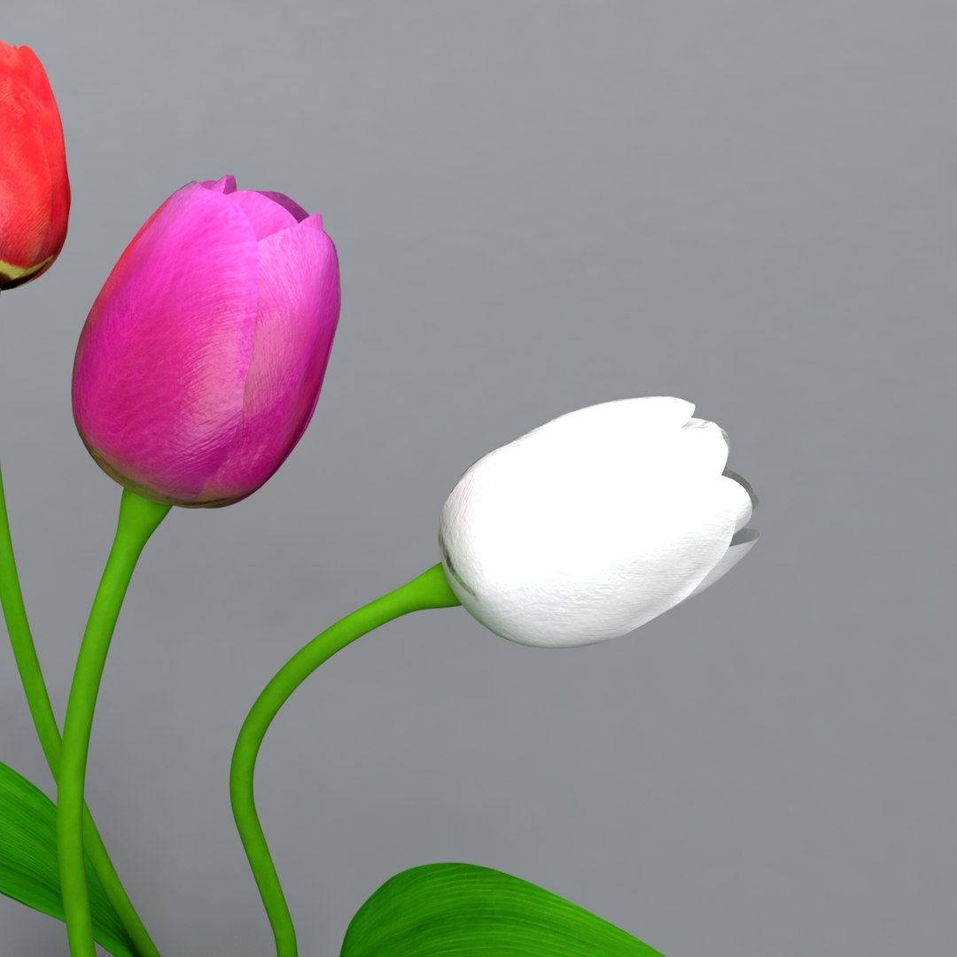 Tulip realistic 3D - TurboSquid 1255076