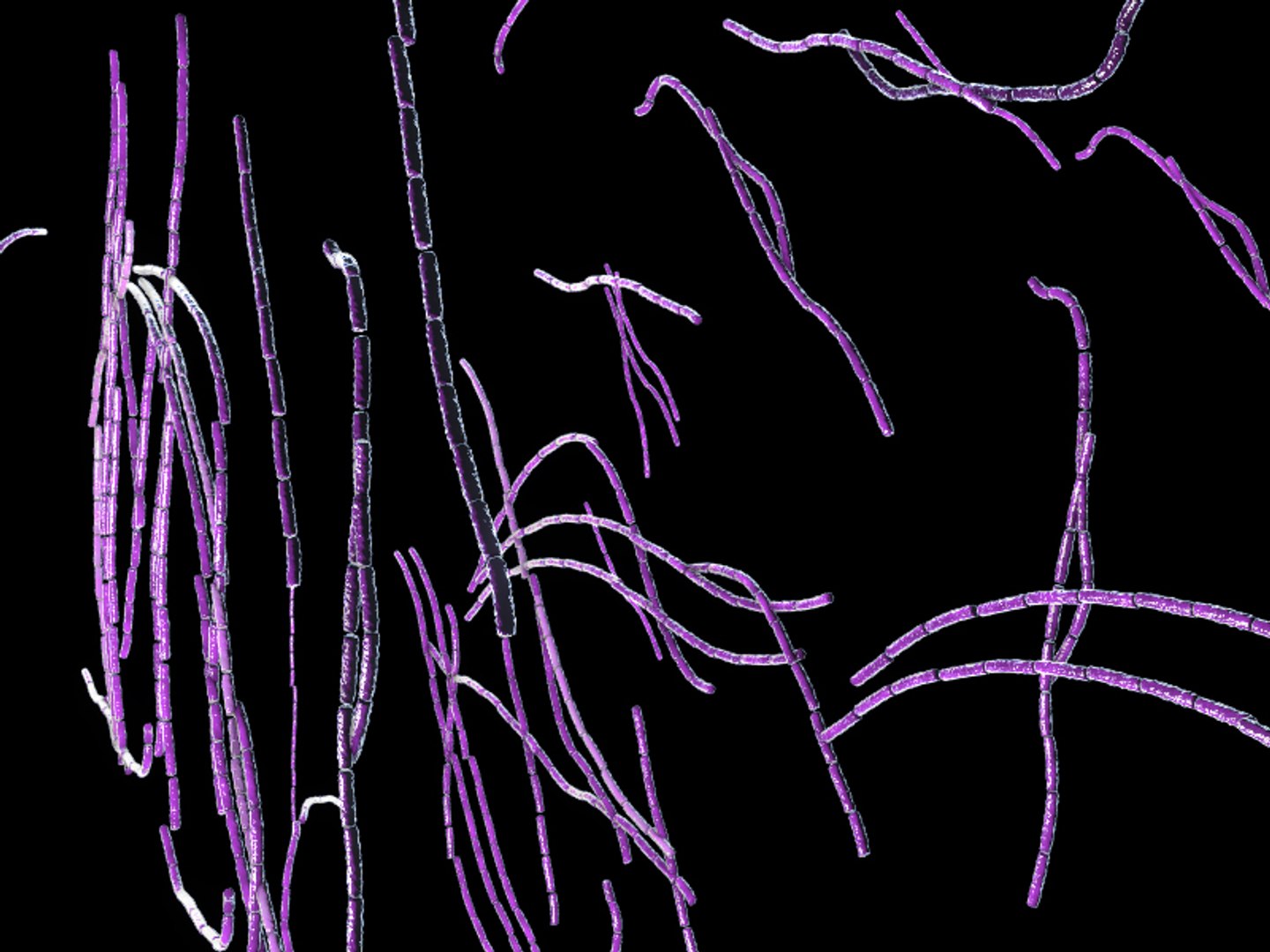 Bacterium Anthrax 3d Model