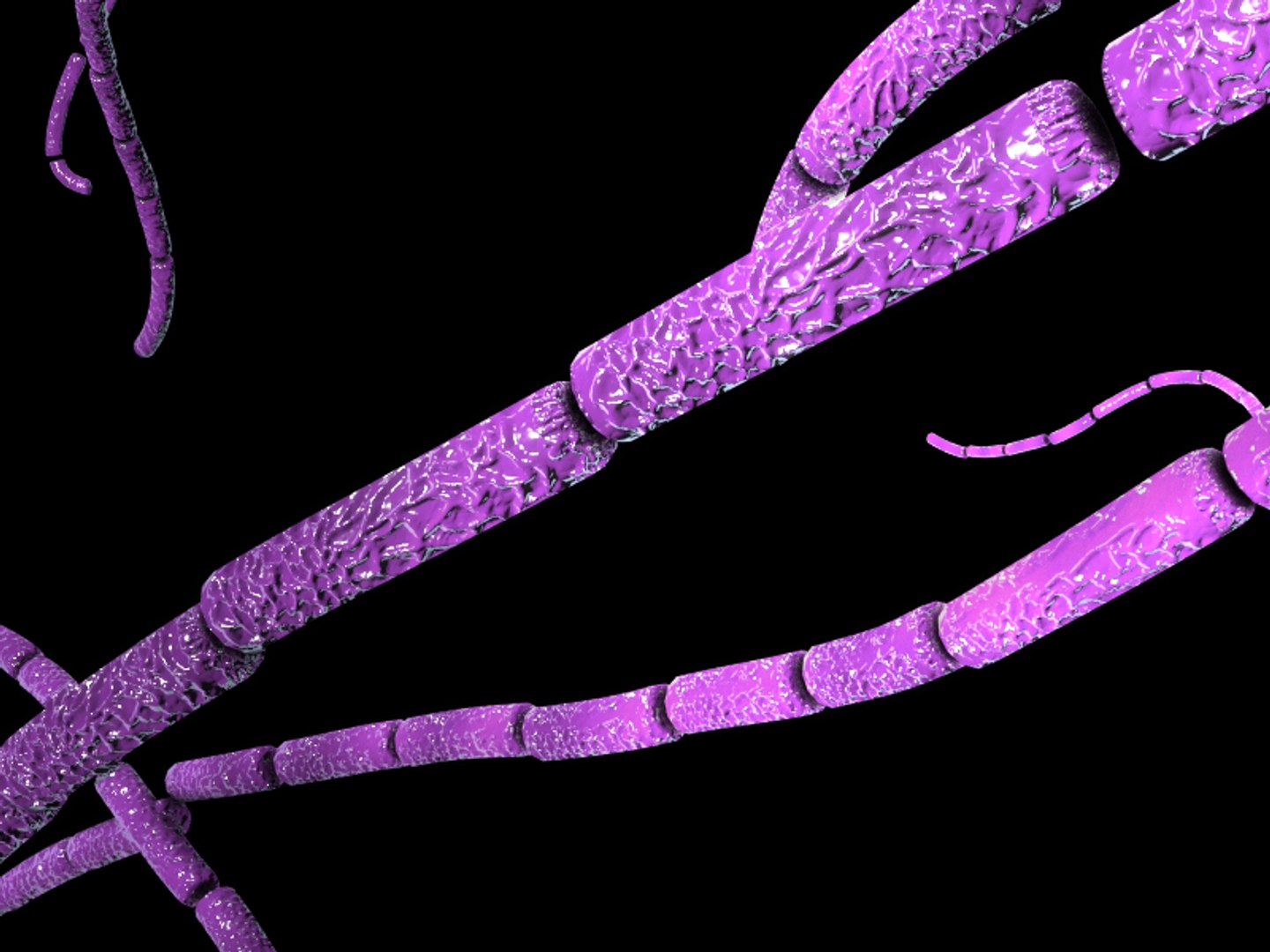 Bacterium Anthrax 3d Model