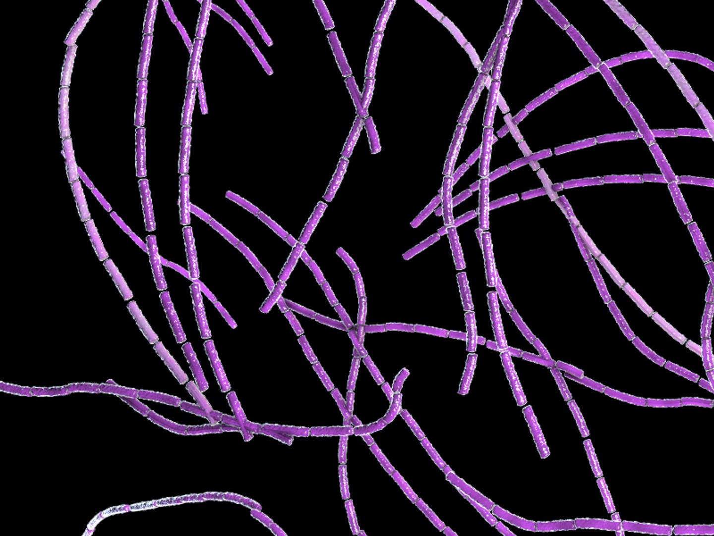 Bacterium Anthrax 3d Model