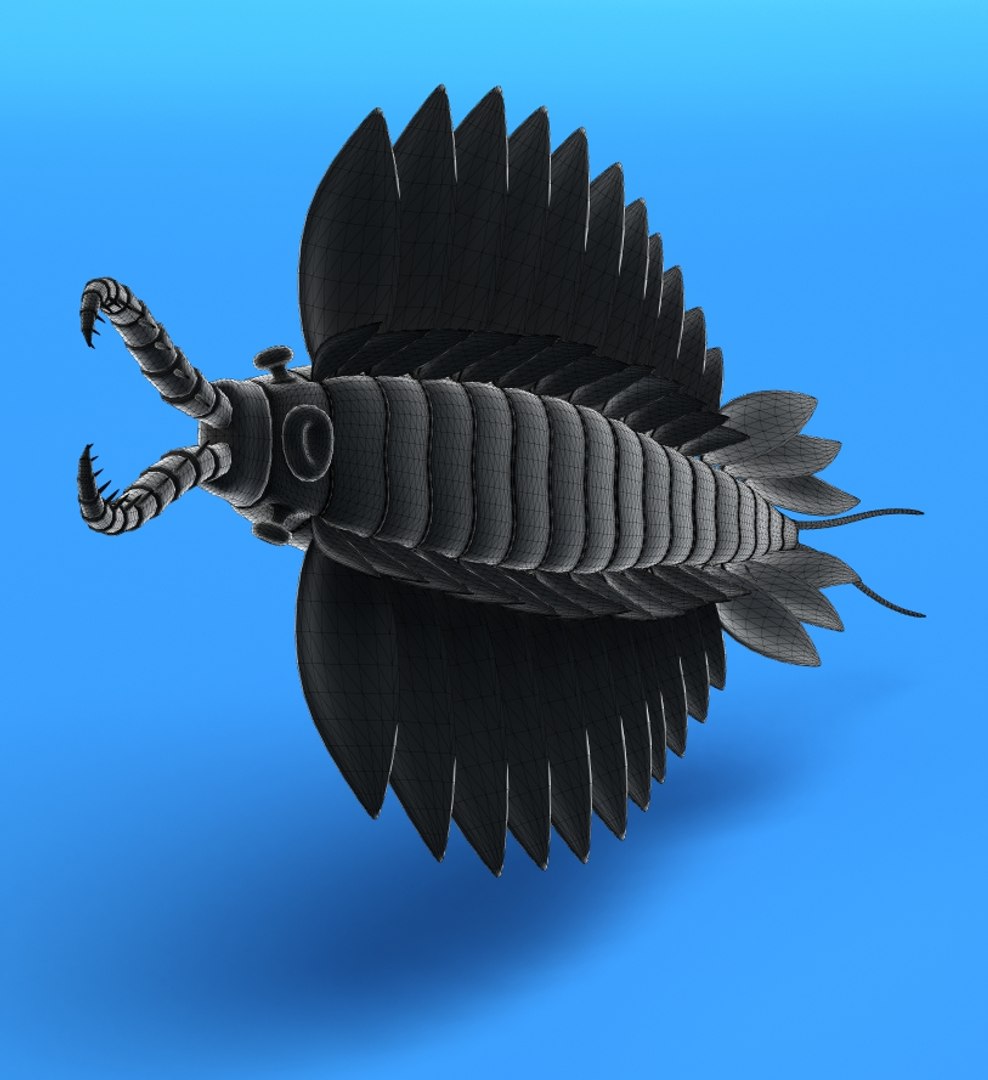 3d Anomalocaris Model