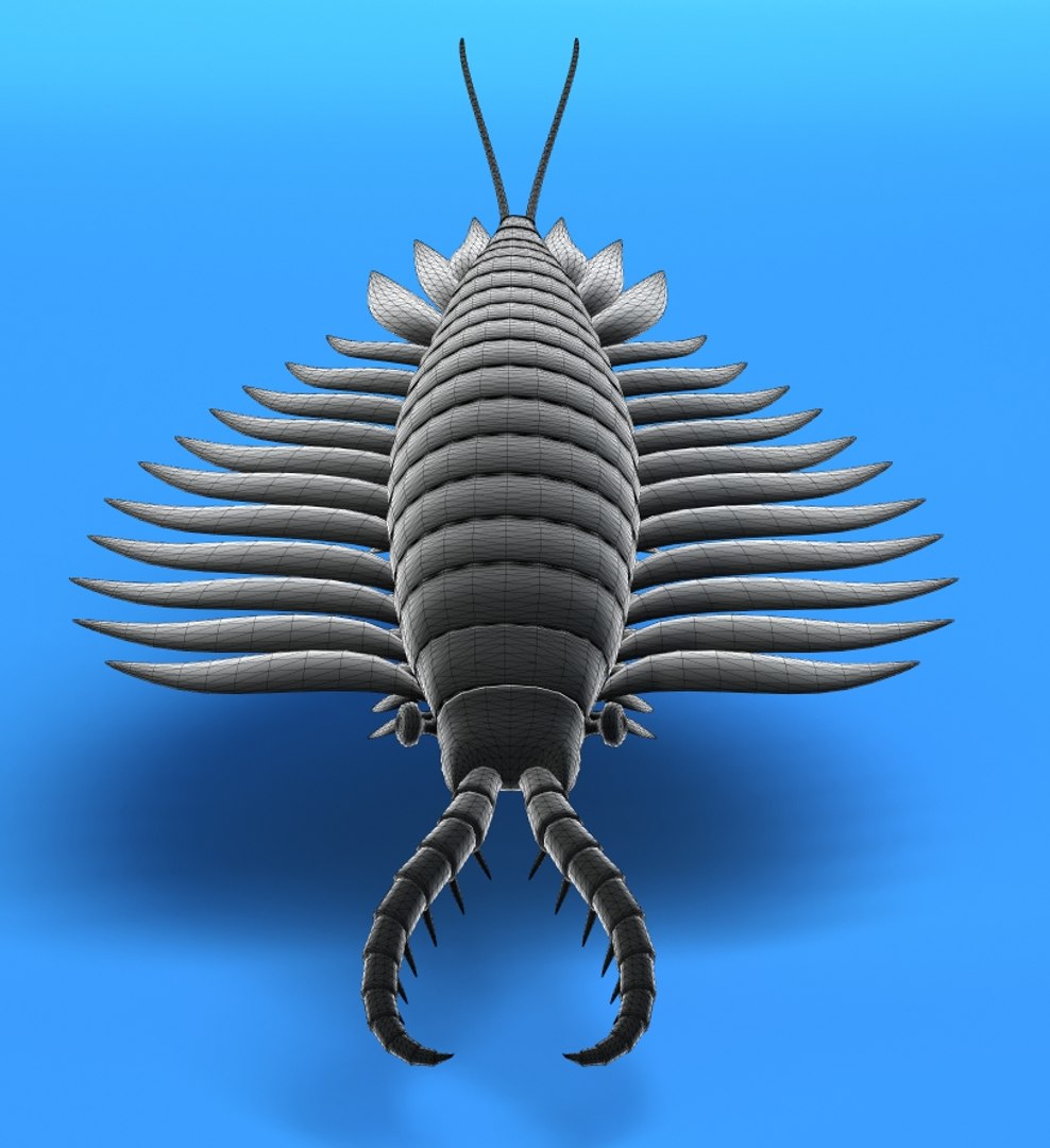 3d Anomalocaris Model
