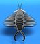 3d Anomalocaris Model