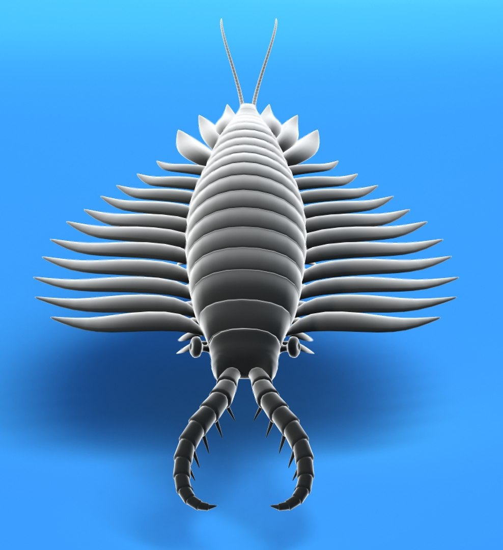 3d Anomalocaris Model
