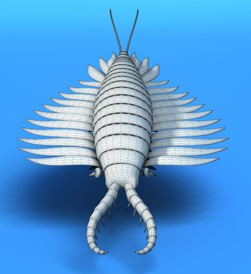 3d Anomalocaris Model