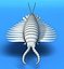 3d Anomalocaris Model