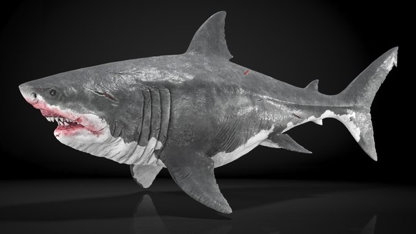 Megalodon Swimming Pose 3D model - TurboSquid 1750046
